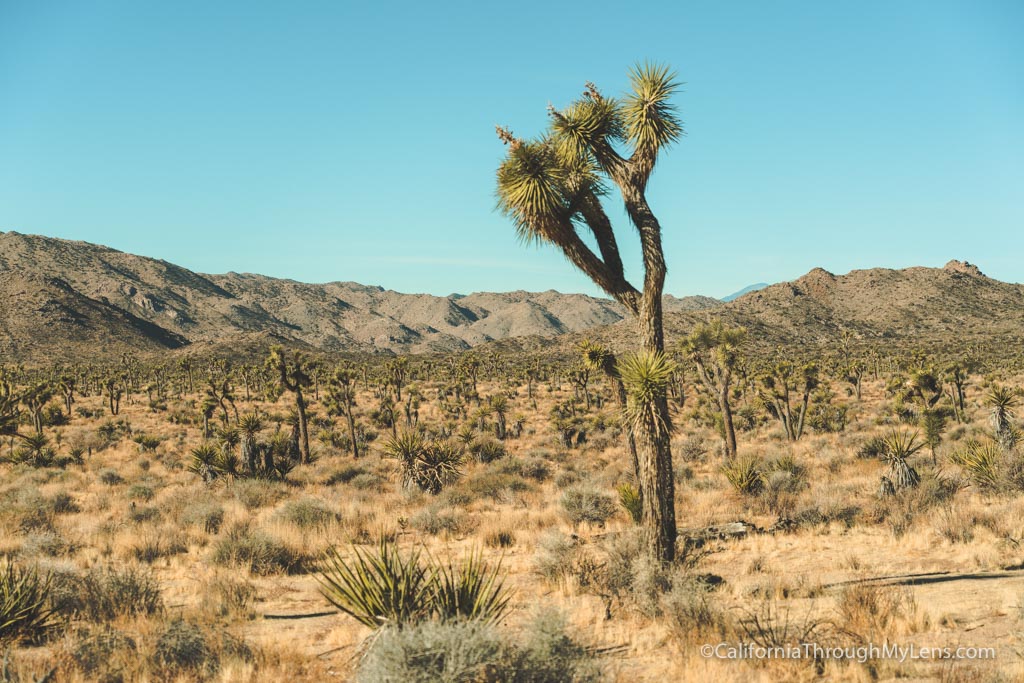 Samuelson Rocks in Joshua Tree National Park - California Through My Lens