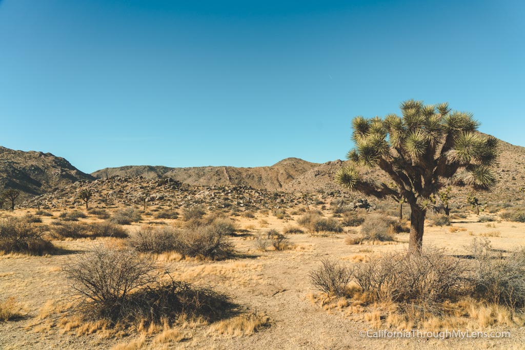 Samuelson Rocks in Joshua Tree National Park - California Through My Lens