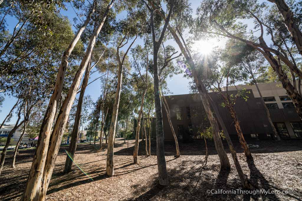 UCSD Stuart Art Collection: Exploring the Giesell Library, Fallen Star ...