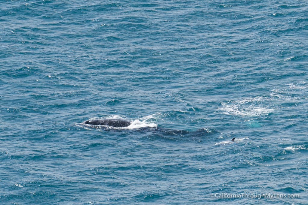 Point Sur Lighthouse Tour in Big Sur - California Through My Lens