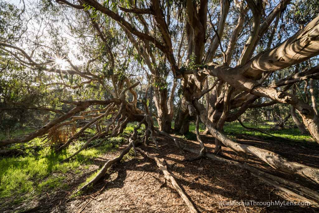 San Simeon Point Trail on the Central CA Coast - California Through My Lens