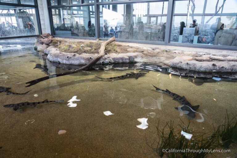 Monterey Bay Aquarium: One of the Best Aquariums in the World ...