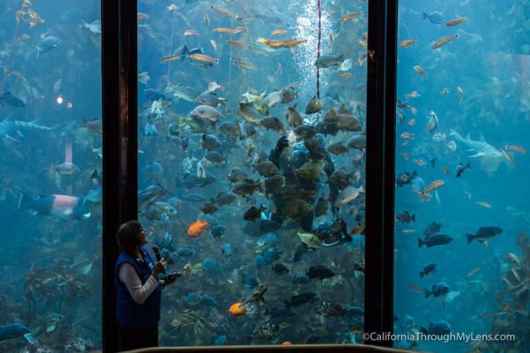 Monterey Bay Aquarium: One of the Best Aquariums in the World ...