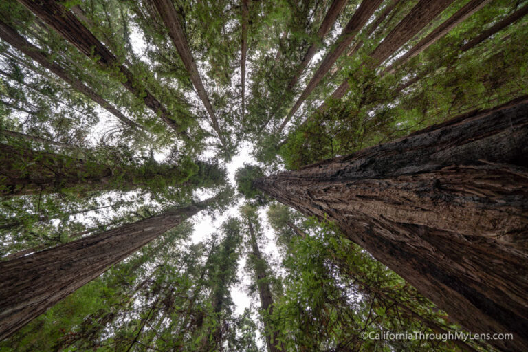Hiking Big Hendy Grove in Hendy Woods State Park - California Through ...