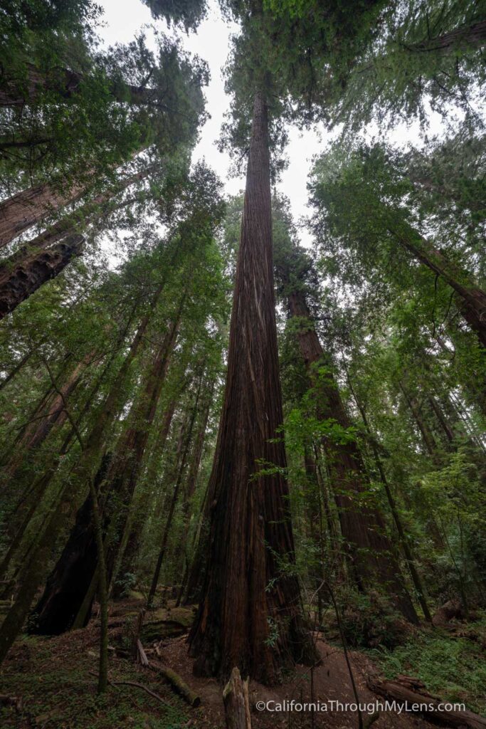 Hiking Big Hendy Grove in Hendy Woods State Park - California Through ...