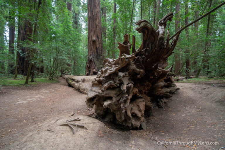 Hiking Big Hendy Grove in Hendy Woods State Park - California Through ...