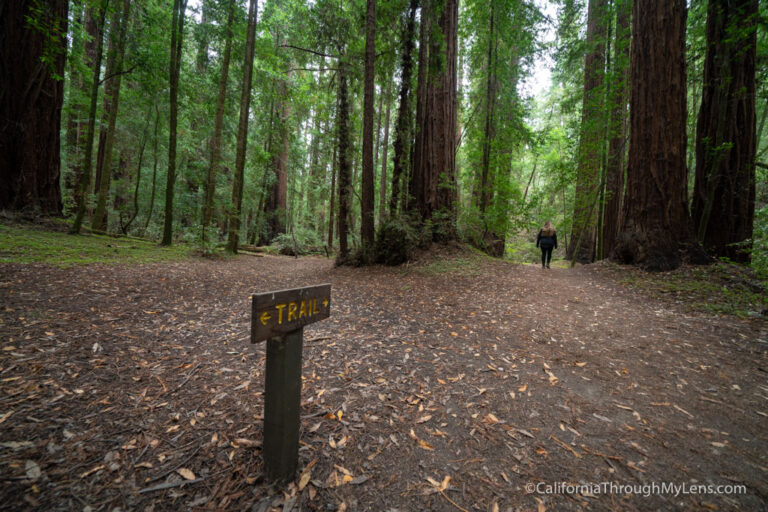 Hiking Big Hendy Grove in Hendy Woods State Park - California Through ...