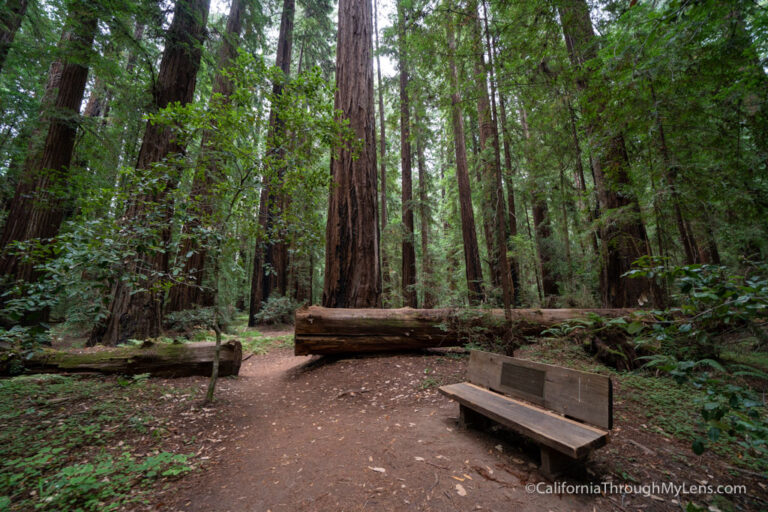 Hiking Big Hendy Grove in Hendy Woods State Park - California Through ...