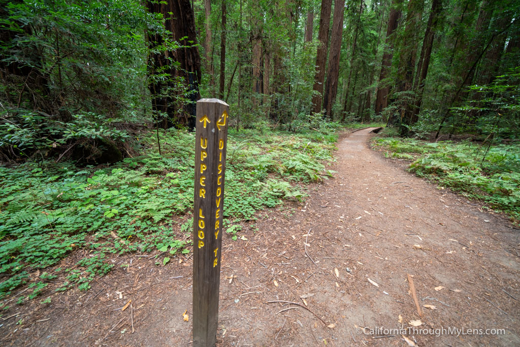 Hiking Big Hendy Grove in Hendy Woods State Park - California Through ...