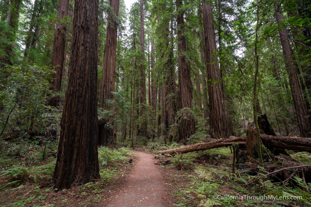 Hiking Big Hendy Grove in Hendy Woods State Park - California Through ...