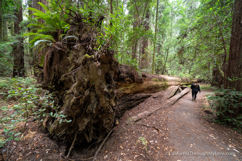 Hiking Big Hendy Grove in Hendy Woods State Park - California Through ...