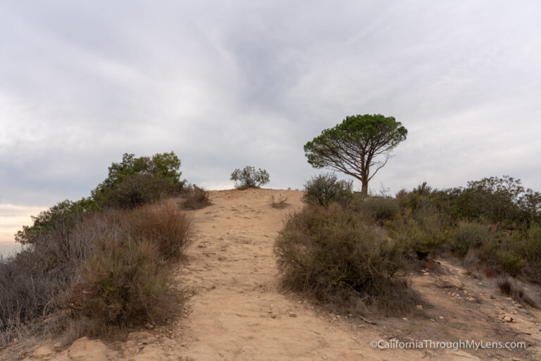 Hiking to the Wisdom Tree and Hollywood Sign - California Through My Lens