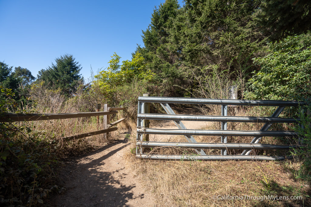 Alamere Falls Hike in Point Reyes National Seashore - California ...