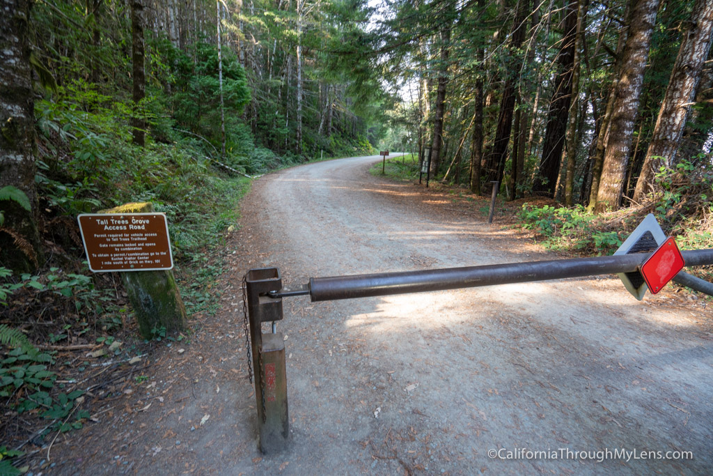 Tall Trees Grove in Redwood National Park - California Through My Lens