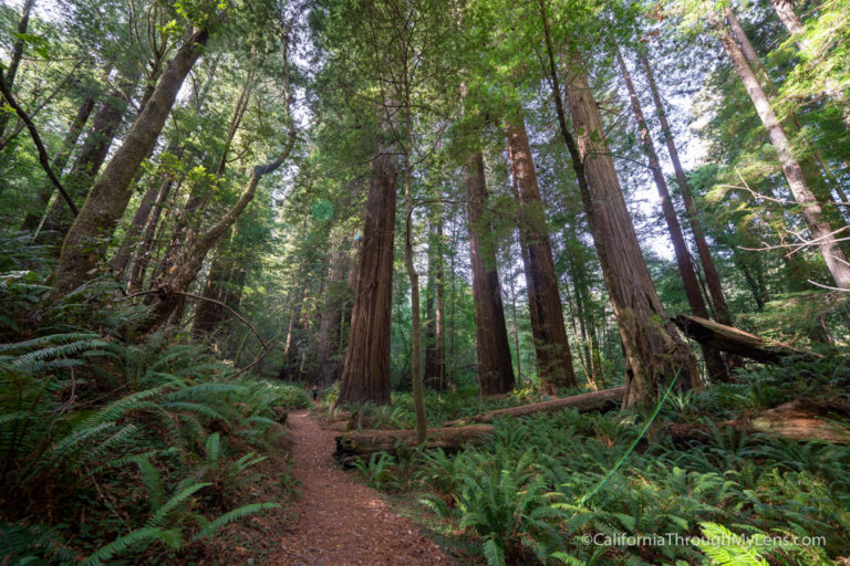 Tall Trees Grove in Redwood National Park - California Through My Lens