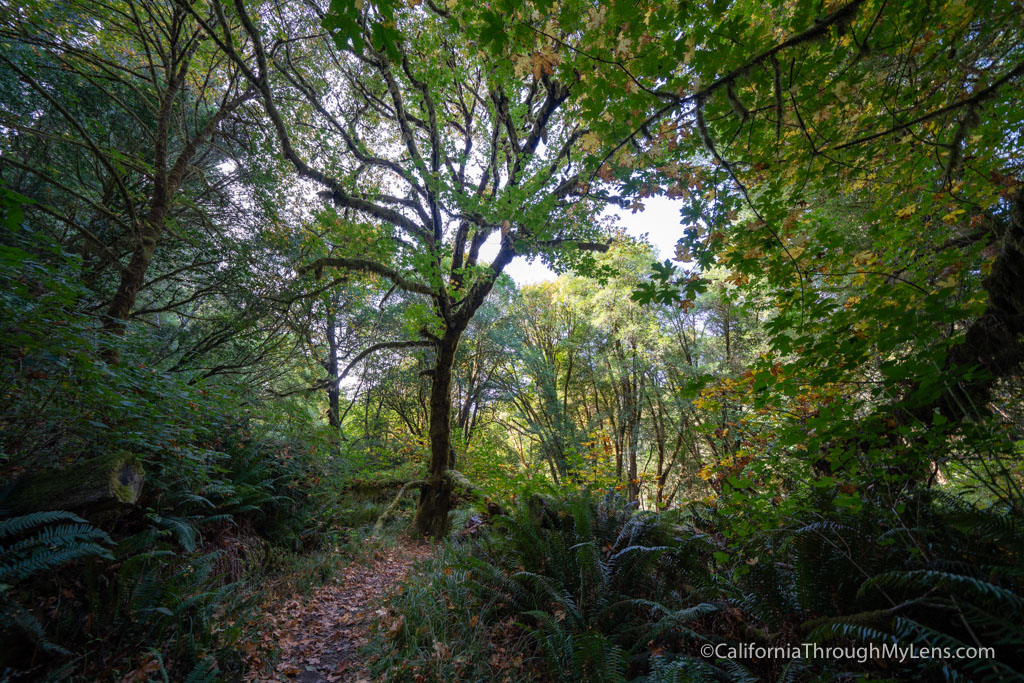 Tall Trees Grove in Redwood National Park - California Through My Lens