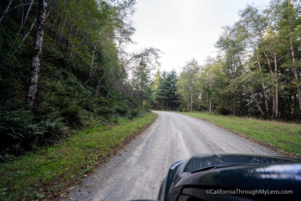 Tall Trees Grove in Redwood National Park - California Through My Lens