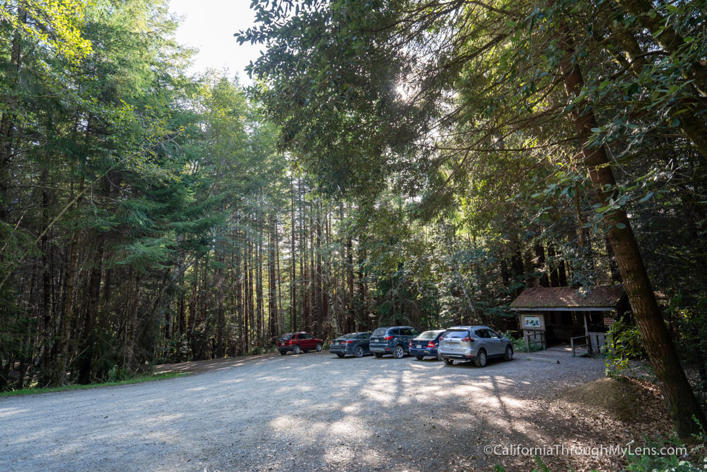 Tall Trees Grove in Redwood National Park - California Through My Lens