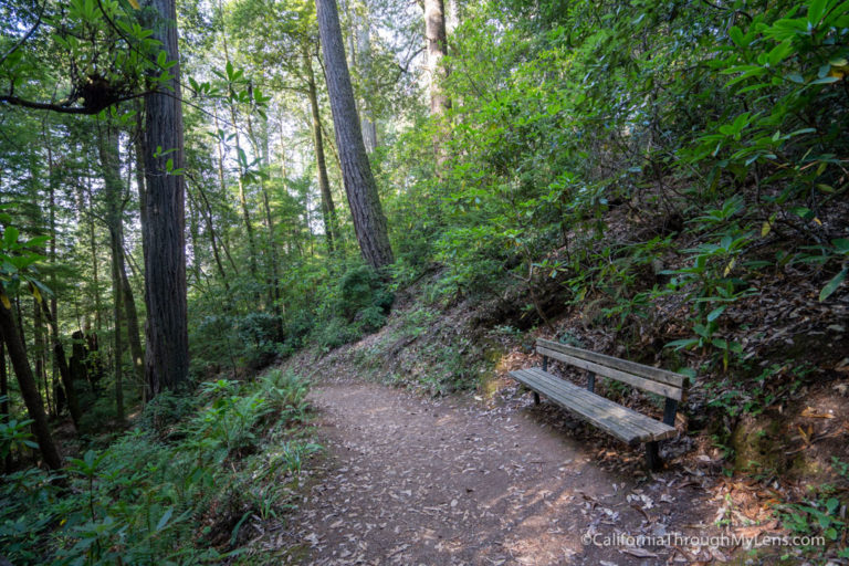 Tall Trees Grove in Redwood National Park - California Through My Lens