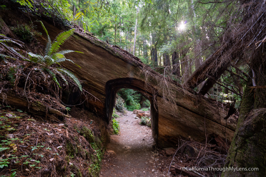 Tall Trees Grove in Redwood National Park - California Through My Lens