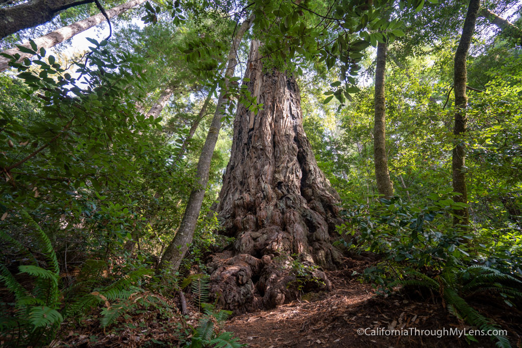 Tall Trees Grove in Redwood National Park - California Through My Lens