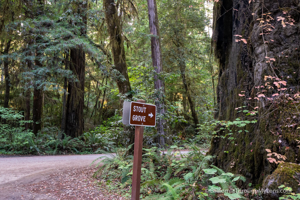 Stout Grove in Jedediah Smith Redwoods State Park - California Through ...