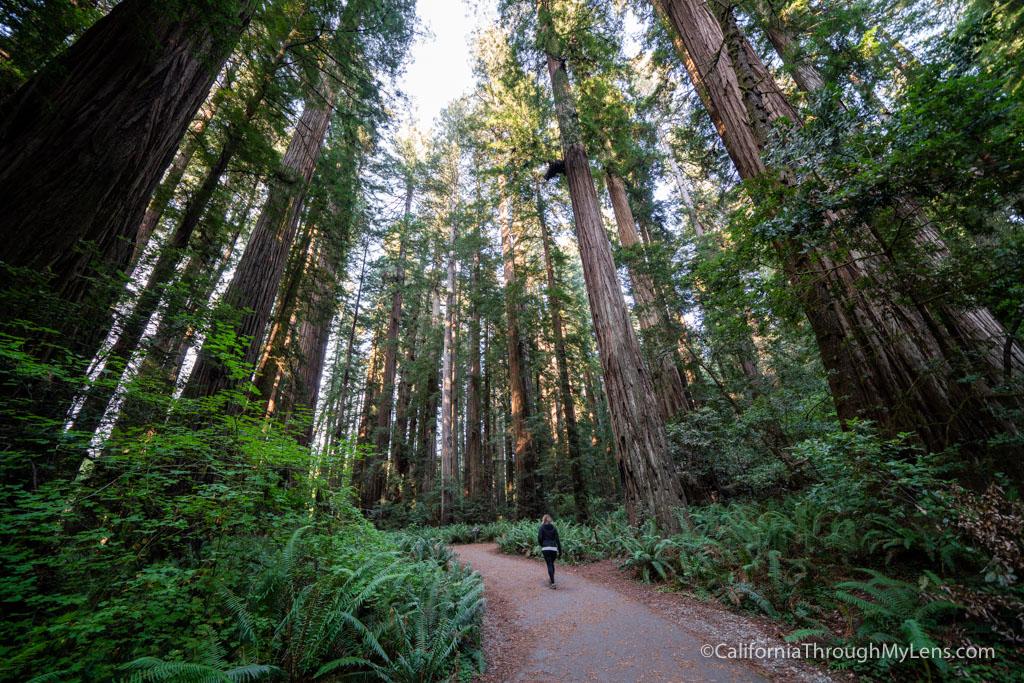 Stout Grove in Jedediah Smith Redwoods State Park - California Through ...