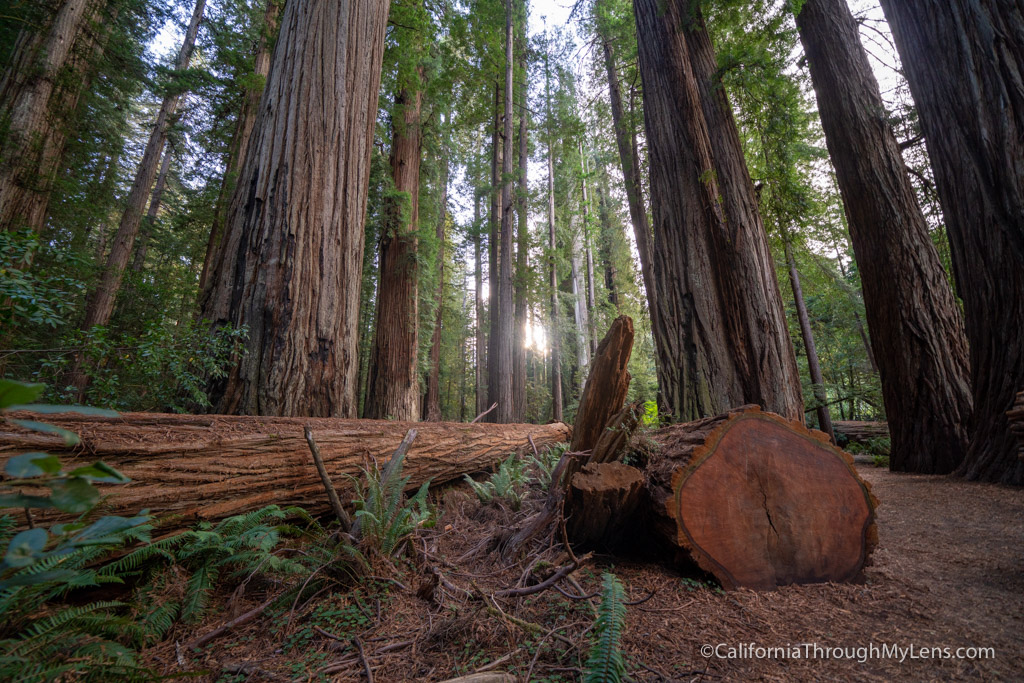 Stout Grove in Jedediah Smith Redwoods State Park - California Through ...