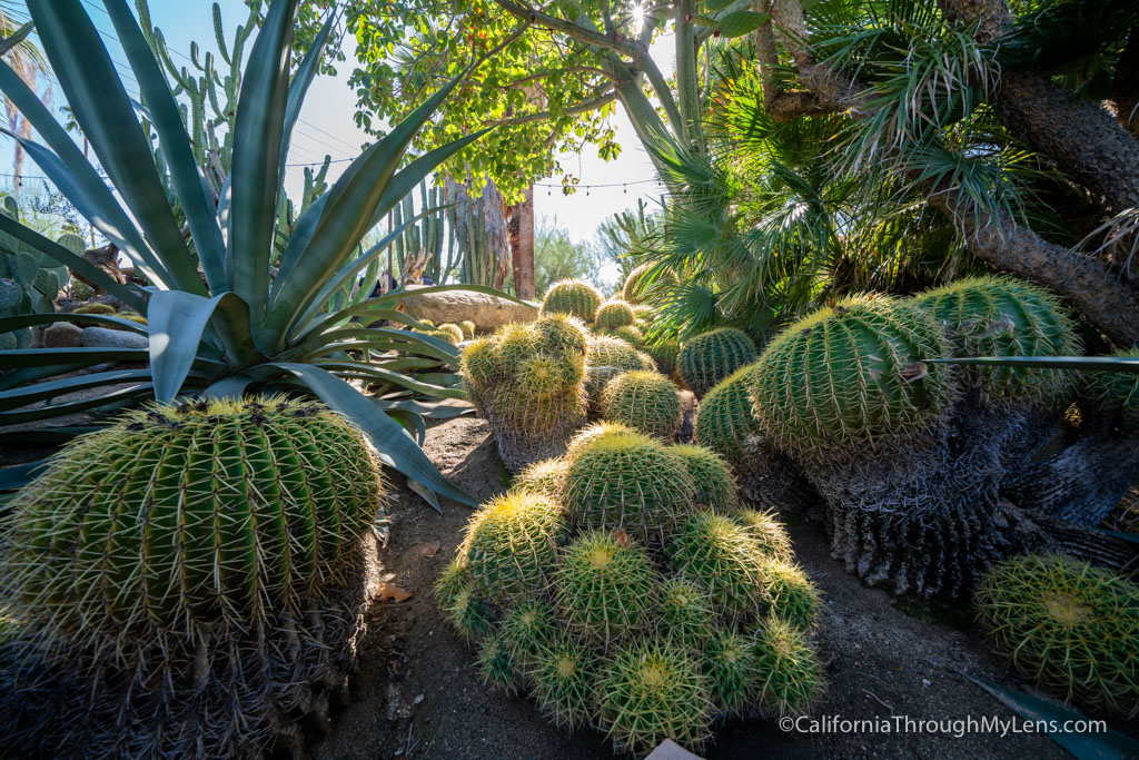Moorten Botanical Garden: A Beautiful Desert Garden in Palm Springs ...