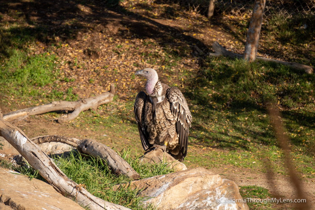 San Diego Zoo Safari Park in Escondido - California Through My Lens
