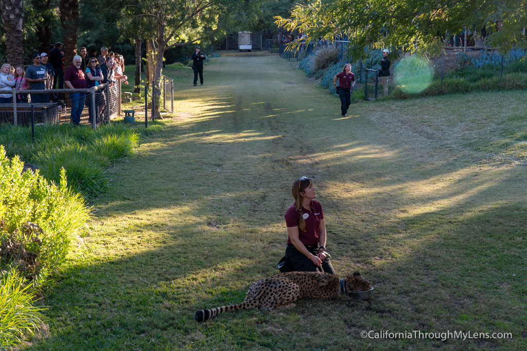 San Diego Zoo Safari Park in Escondido - California Through My Lens