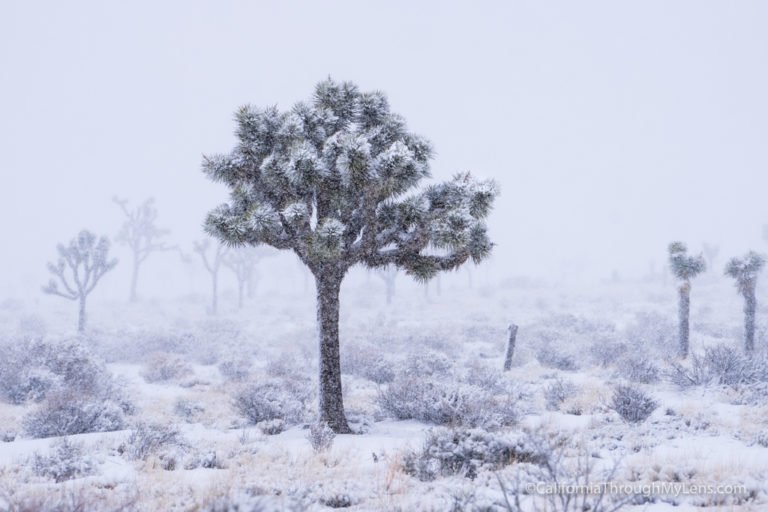 Joshua Tree National Park First Time Visitors Guide - California ...