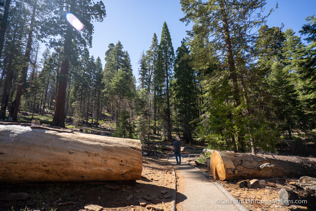 Trail of 100 Giants in Sequoia National Forest - California Through My Lens