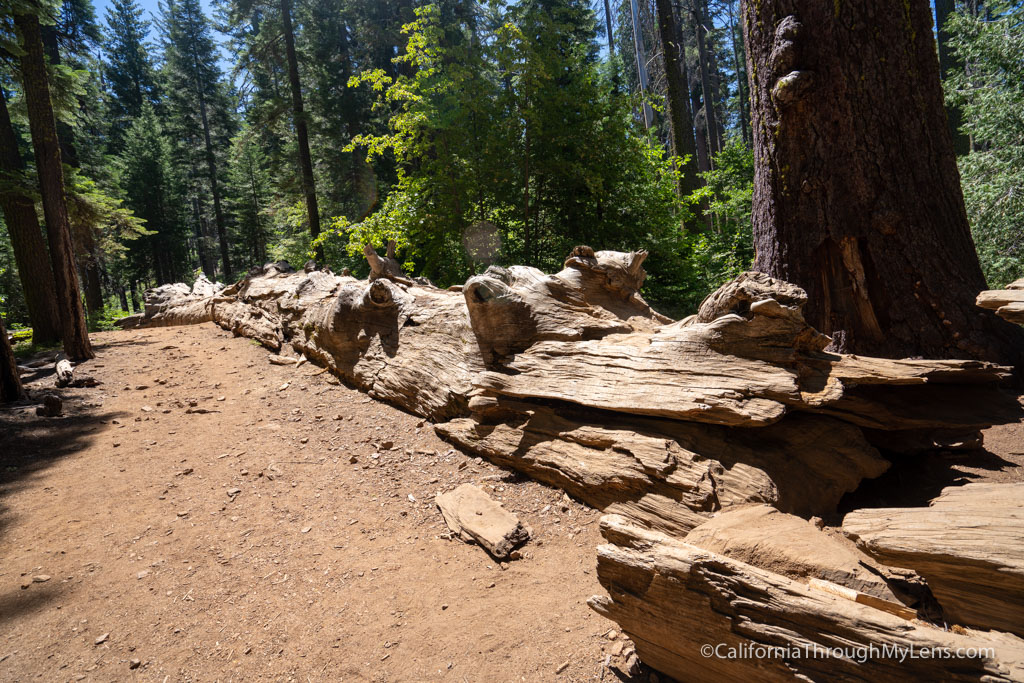 Hiking to Tuolumne Grove in Yosemite National Park - California Through ...