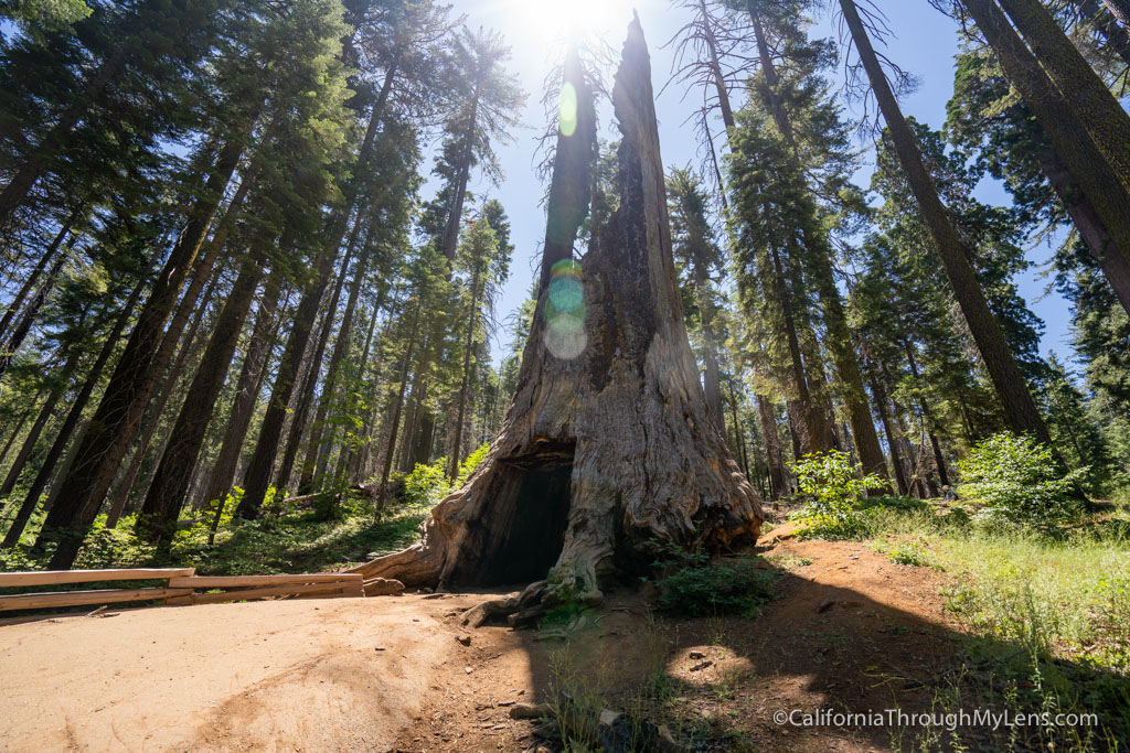 Hiking to Tuolumne Grove in Yosemite National Park - California Through ...