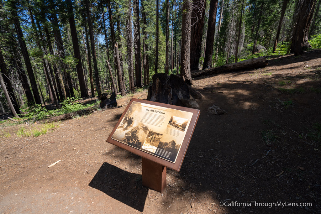 Hiking to Tuolumne Grove in Yosemite National Park - California Through ...