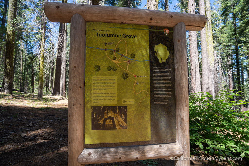 Hiking to Tuolumne Grove in Yosemite National Park - California Through ...