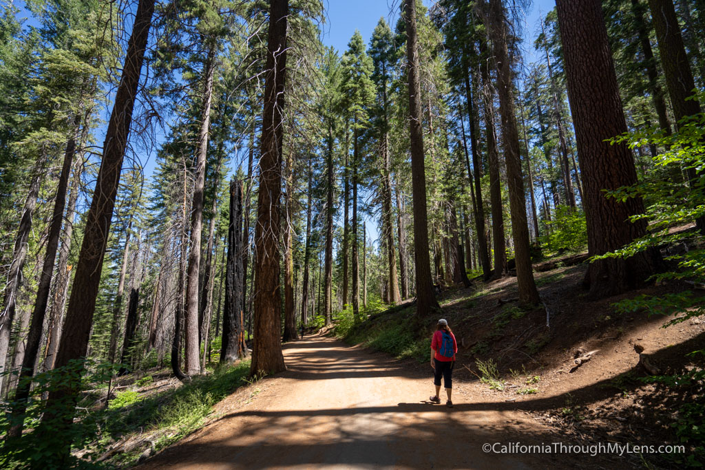 Hiking to Tuolumne Grove in Yosemite National Park - California Through ...