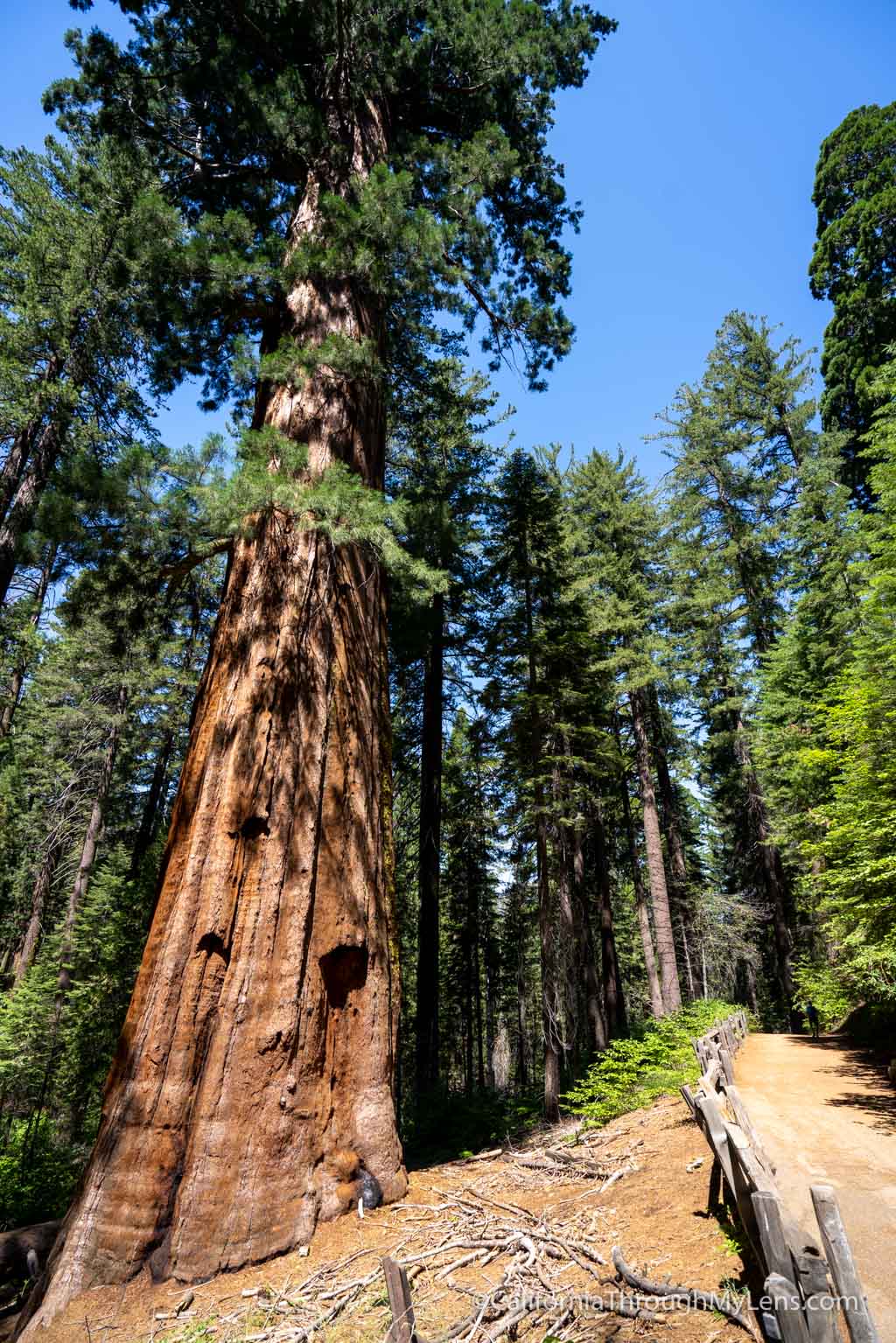 Hiking to Tuolumne Grove in Yosemite National Park - California Through ...