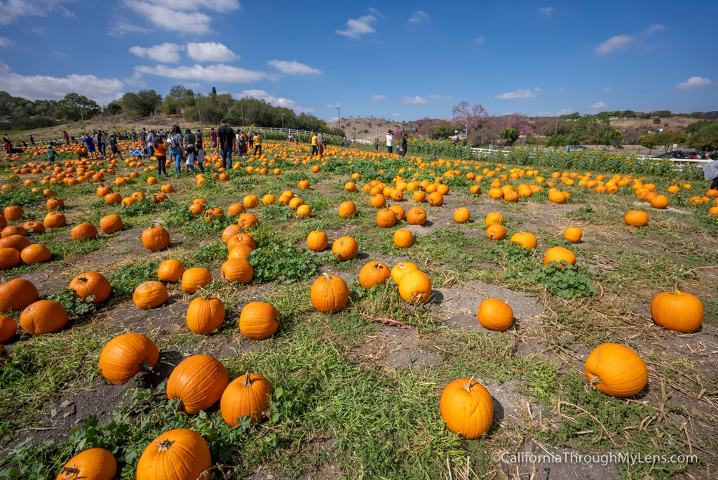 5 Great Southern California Pumpkin Patches to visit near Los Angeles ...