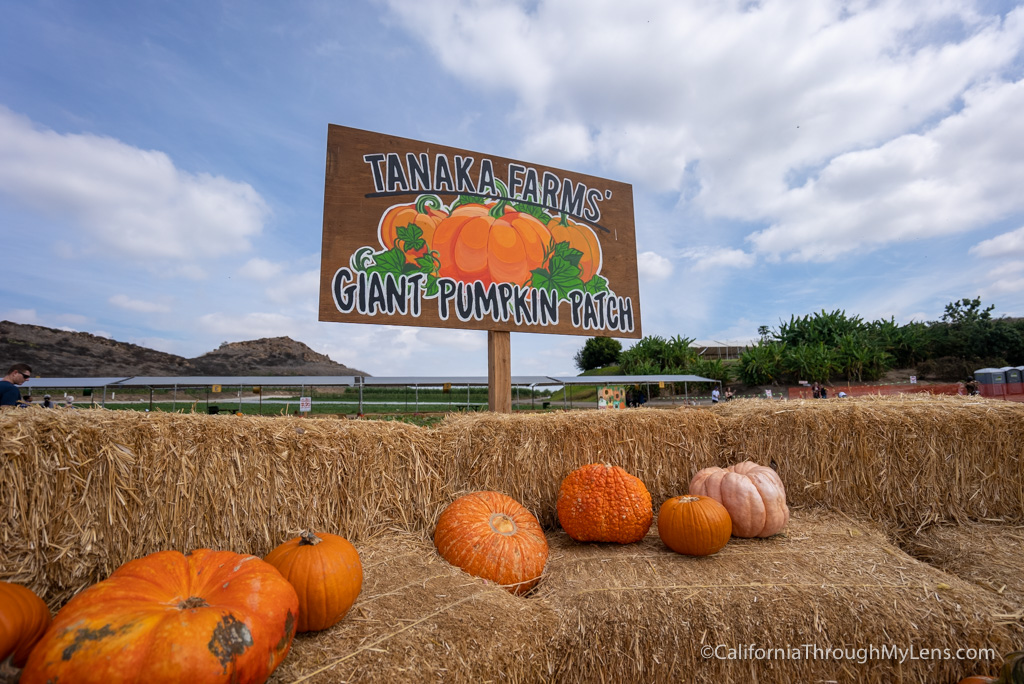 Tanaka Farms & Pumpkin Patch in Irvine - California Through My Lens