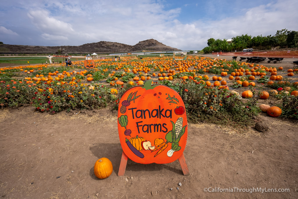 Tanaka Farms & Pumpkin Patch in Irvine - California Through My Lens