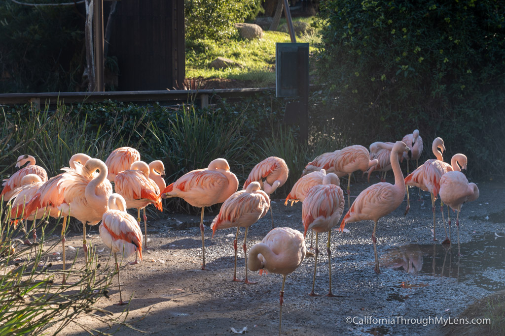 Santa Barbara Zoo: One of the Better Small Zoos in California ...