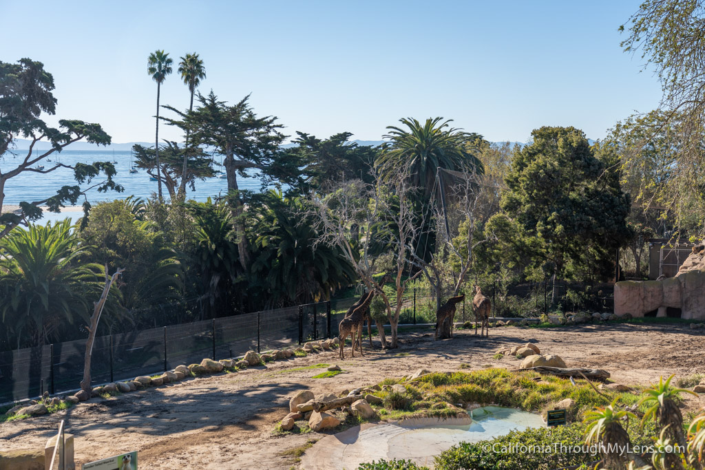 Santa Barbara Zoo: One of the Better Small Zoos in California ...
