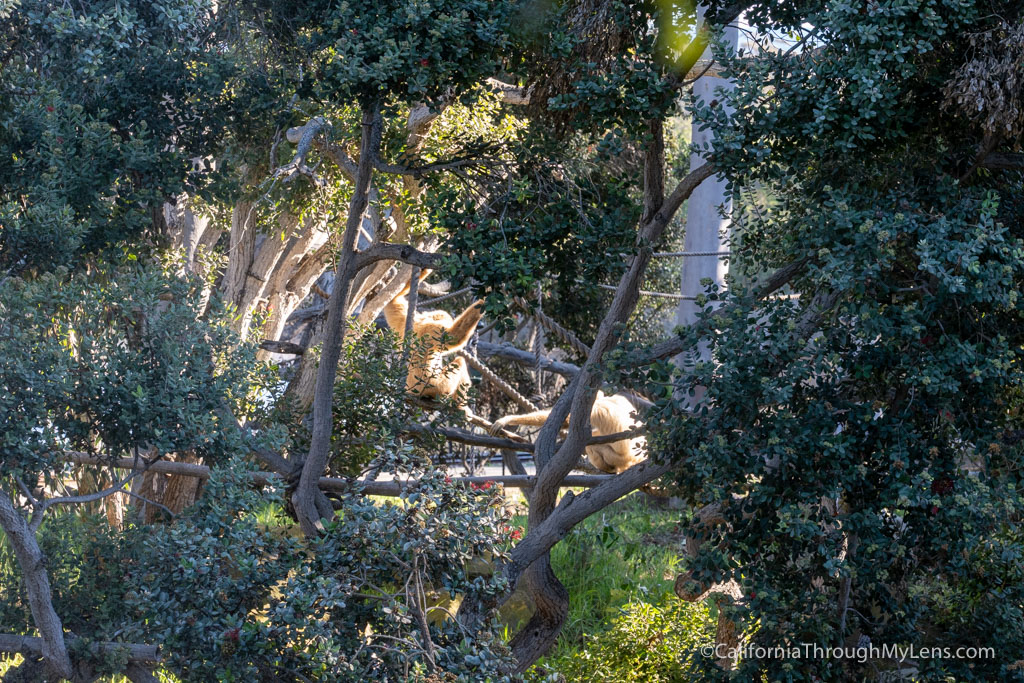 Santa Barbara Zoo: One of the Better Small Zoos in California ...