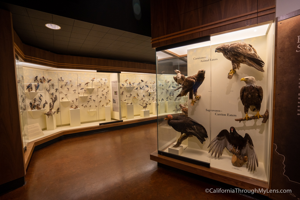 Santa Barbara Museum of Natural History - California Through My Lens