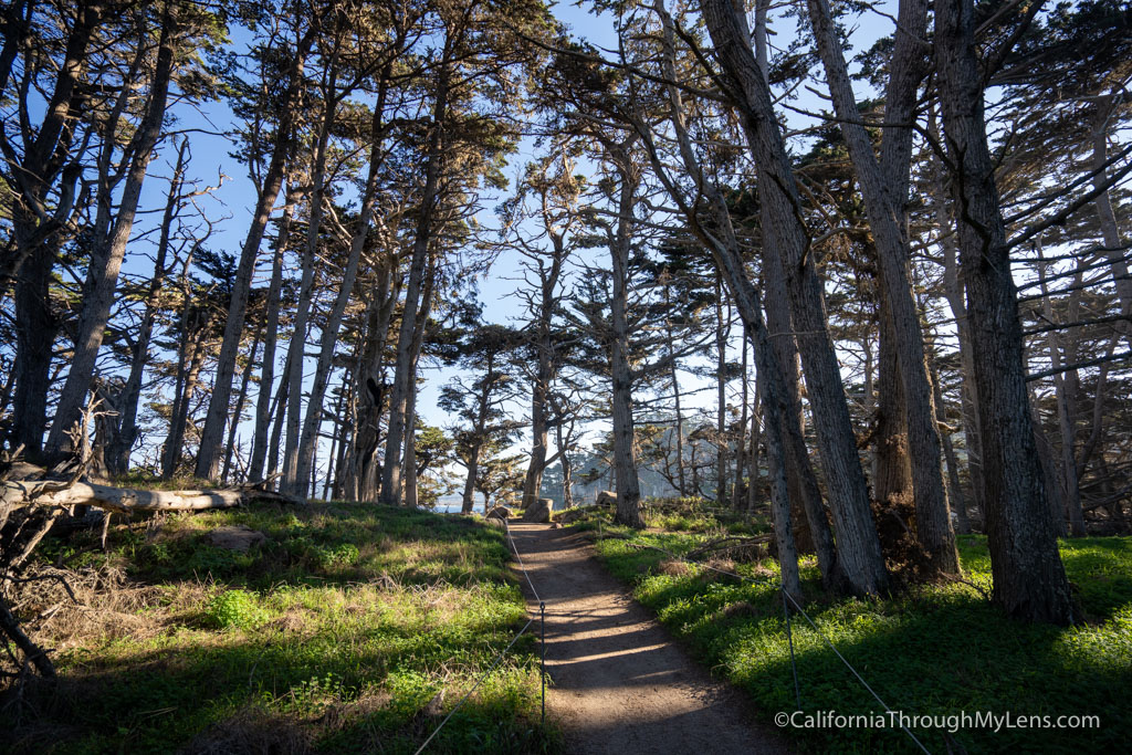 Point Lobos State Natural Reserve: Stunning Coastline, Cypress Groves ...