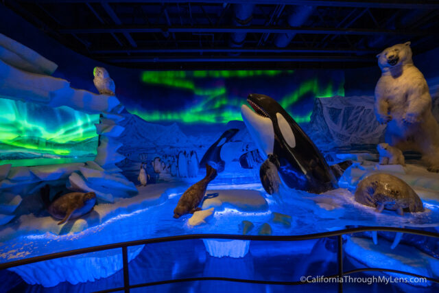Blackhawk Museum in Danville: One of California's Best Museums ...